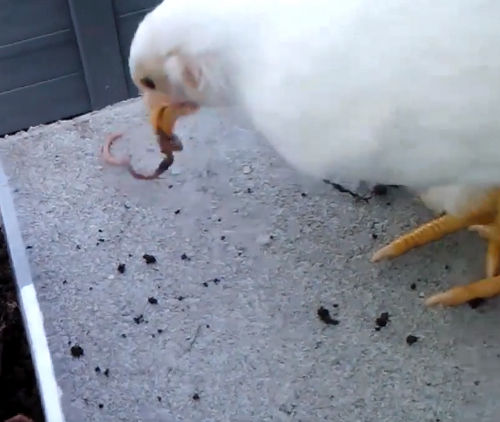 Earthworms for chickens. - Cluckin