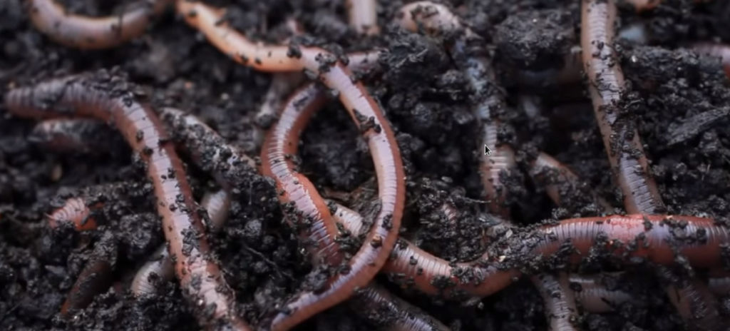 Earthworms for chickens. - Cluckin