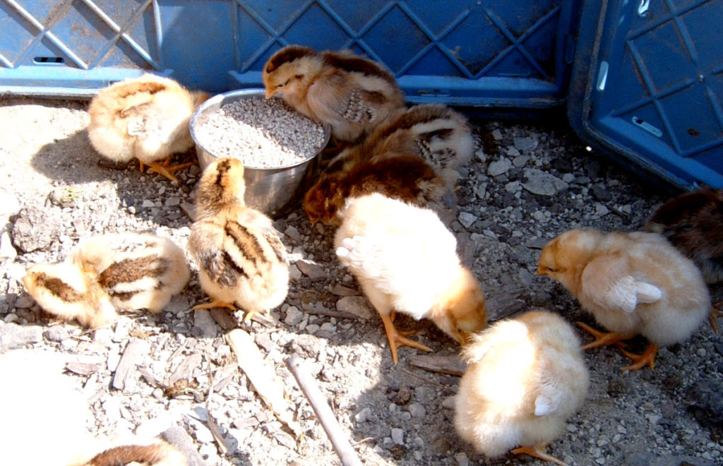 chicks-not-eating-helping-baby-chicks-to-eat-and-the-reasons-some-new