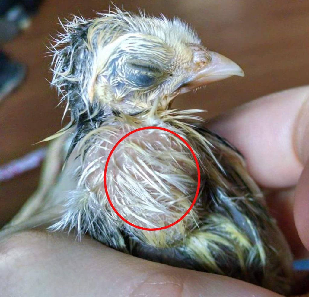 Chicks not eating? Helping baby chicks to eat and the reasons some new ...