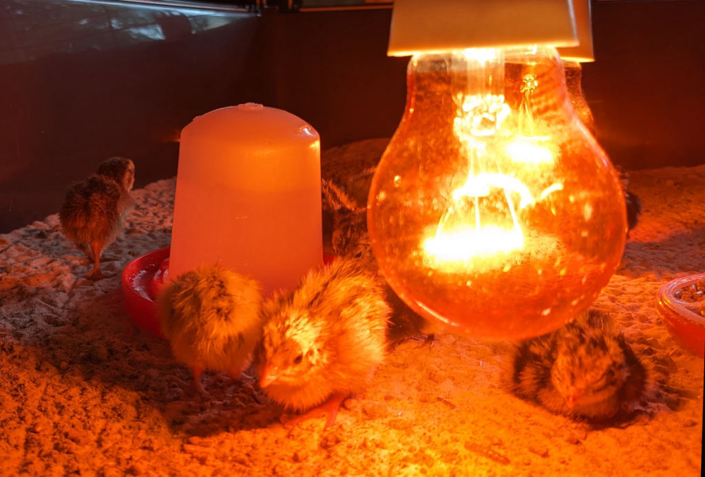 How do you know if your baby chicks are healthy and happy? - Cluckin