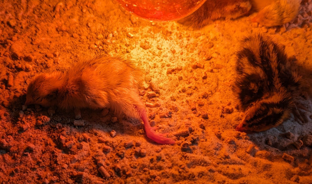 How often do baby chicks die? Exploring the causes of mortality in ...