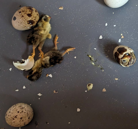 How often do baby chicks die? Exploring the causes of mortality in ...