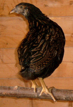 How to care for just hatched chicks and what to expect as they grow and ...