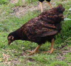 How to care for just hatched chicks and what to expect as they grow and ...