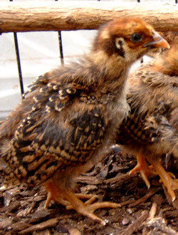 How to care for just hatched chicks and what to expect as they grow and ...