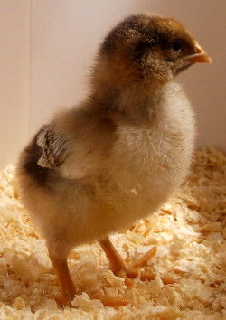 How to care for just hatched chicks and what to expect as they grow and ...