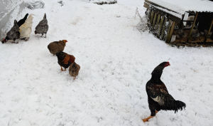 Keeping chickens in winter. What I do to look after my flock in the ...