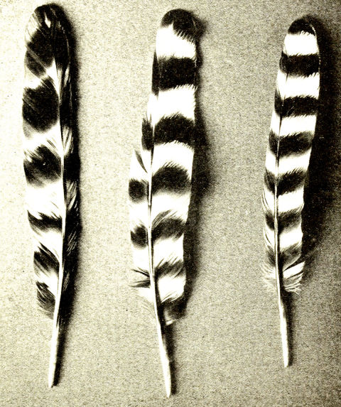 A complete guide to the feather faults in chickens. What causes them ...