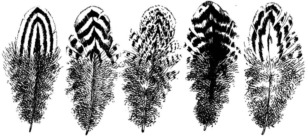 A complete guide to the feather faults in chickens. What causes them ...