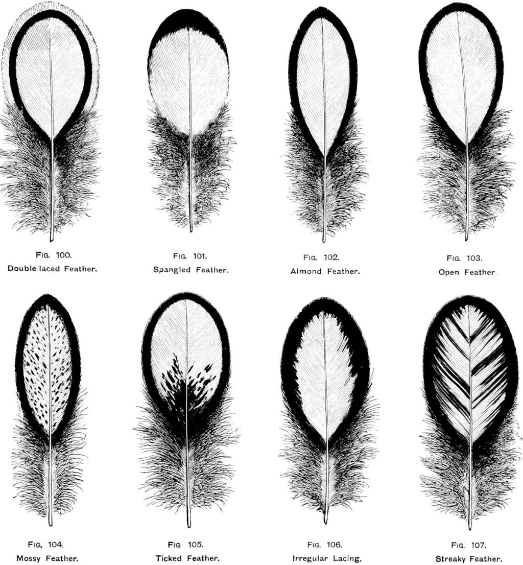 A complete guide to the feather faults in chickens. What causes them ...