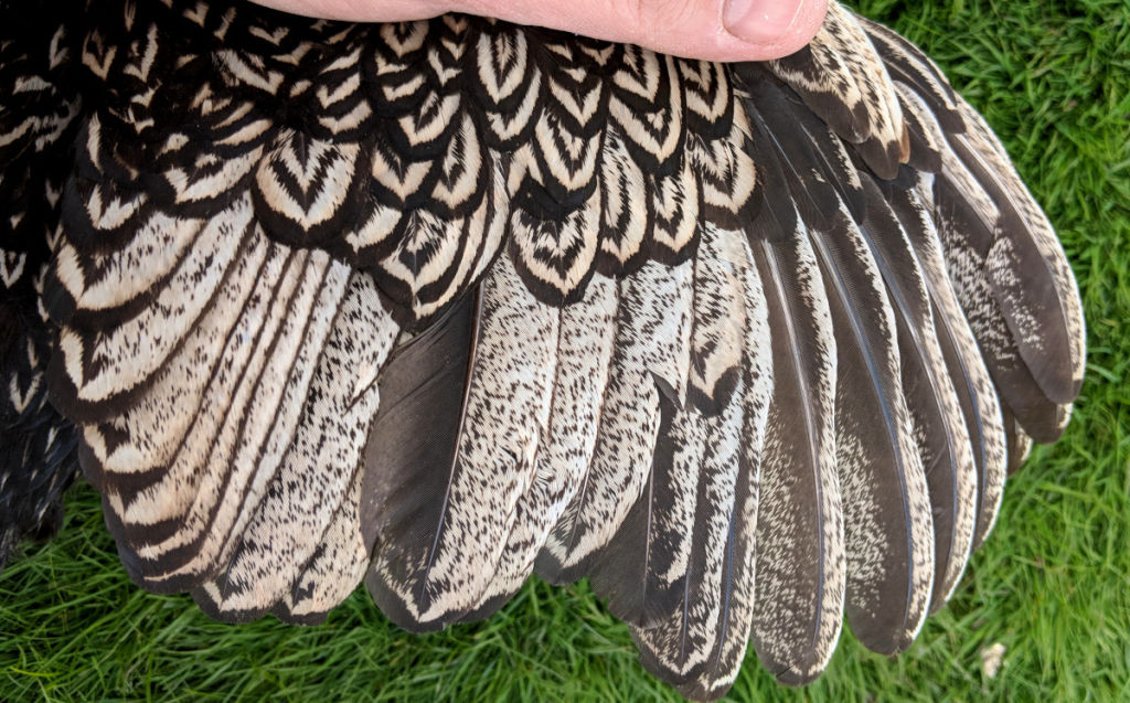 A complete guide to the feather faults in chickens. What causes them ...