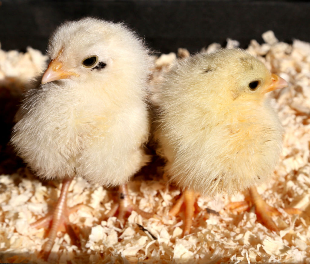 Lethal genes in chickens and poultry and what to do if you have them in ...