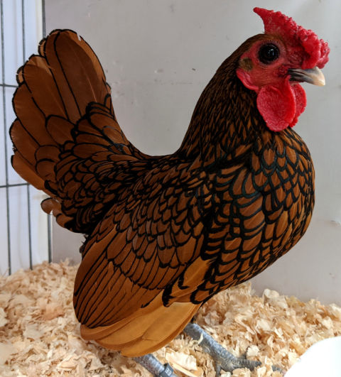 Enhancing Chicken Breeds: The Science and Strategy of Line Breeding ...