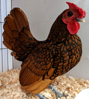 Enhancing Chicken Breeds: The Science and Strategy of Line Breeding ...