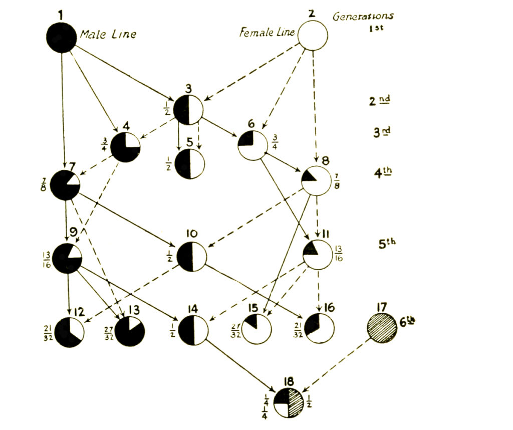 Enhancing Chicken Breeds: The Science and Strategy of Line Breeding ...