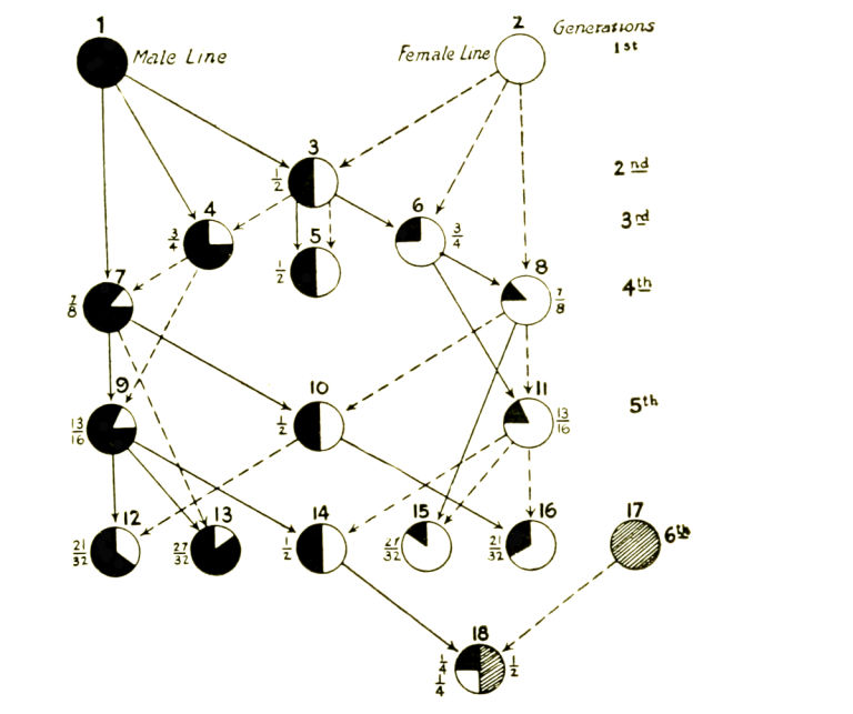 Enhancing Chicken Breeds: The Science and Strategy of Line Breeding ...
