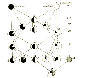 Enhancing Chicken Breeds: The Science and Strategy of Line Breeding ...