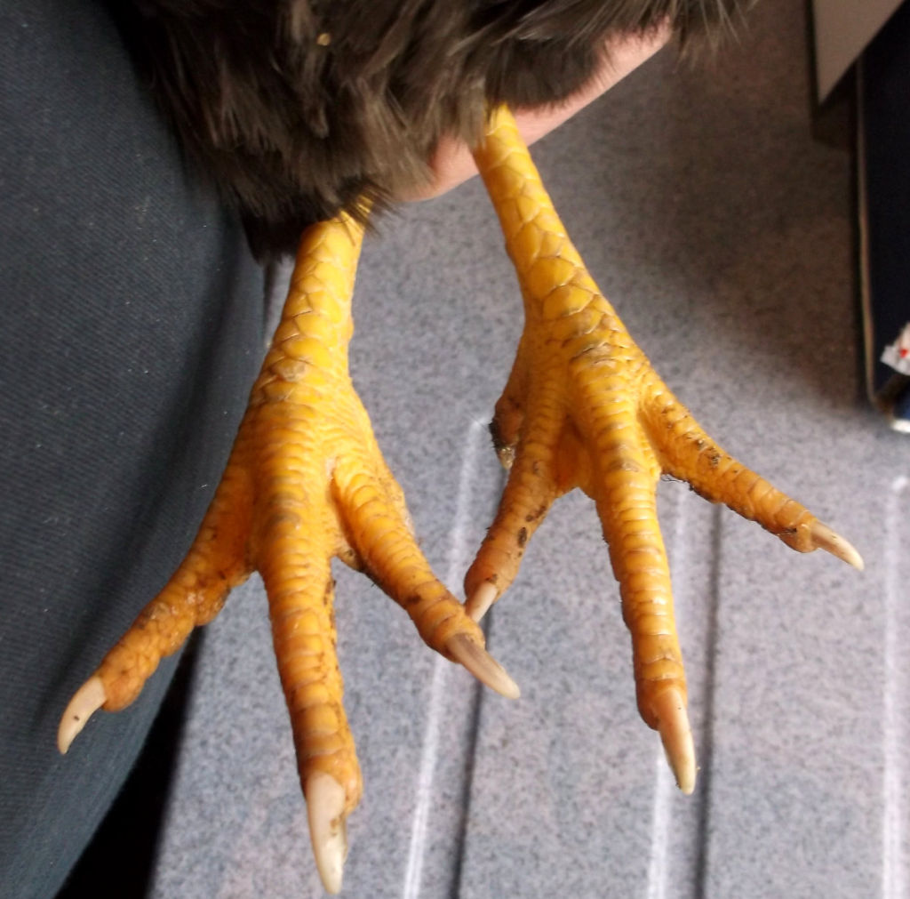 What is outcrossing or outbreeding in chickens and is it worth the risk ...