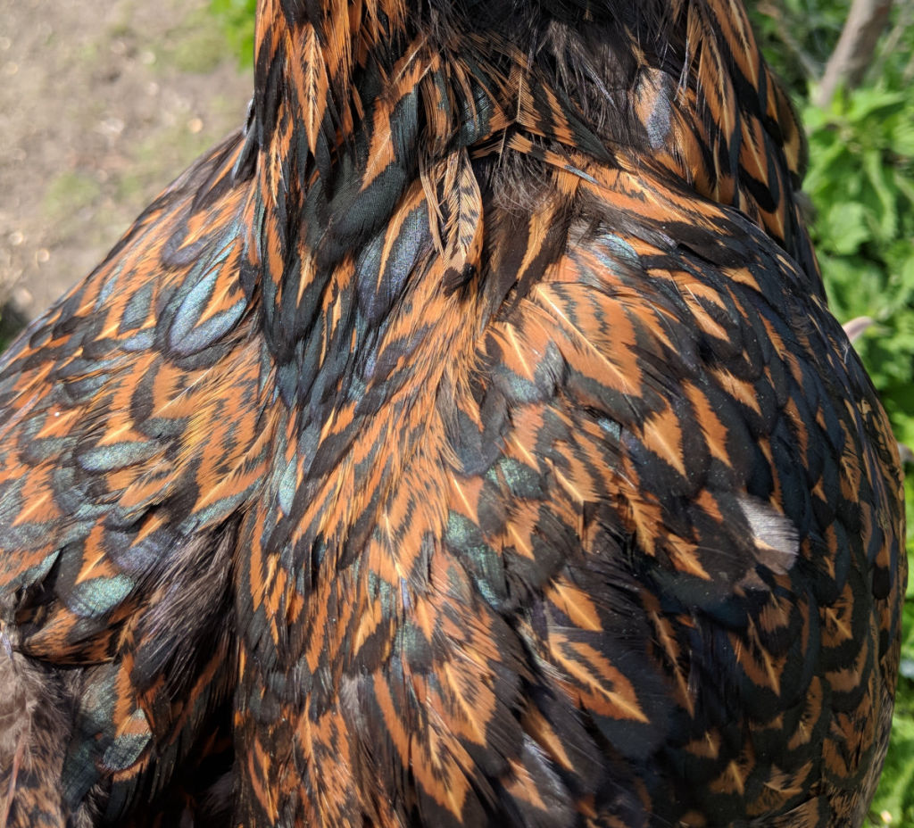What is outcrossing or outbreeding in chickens and is it worth the risk ...