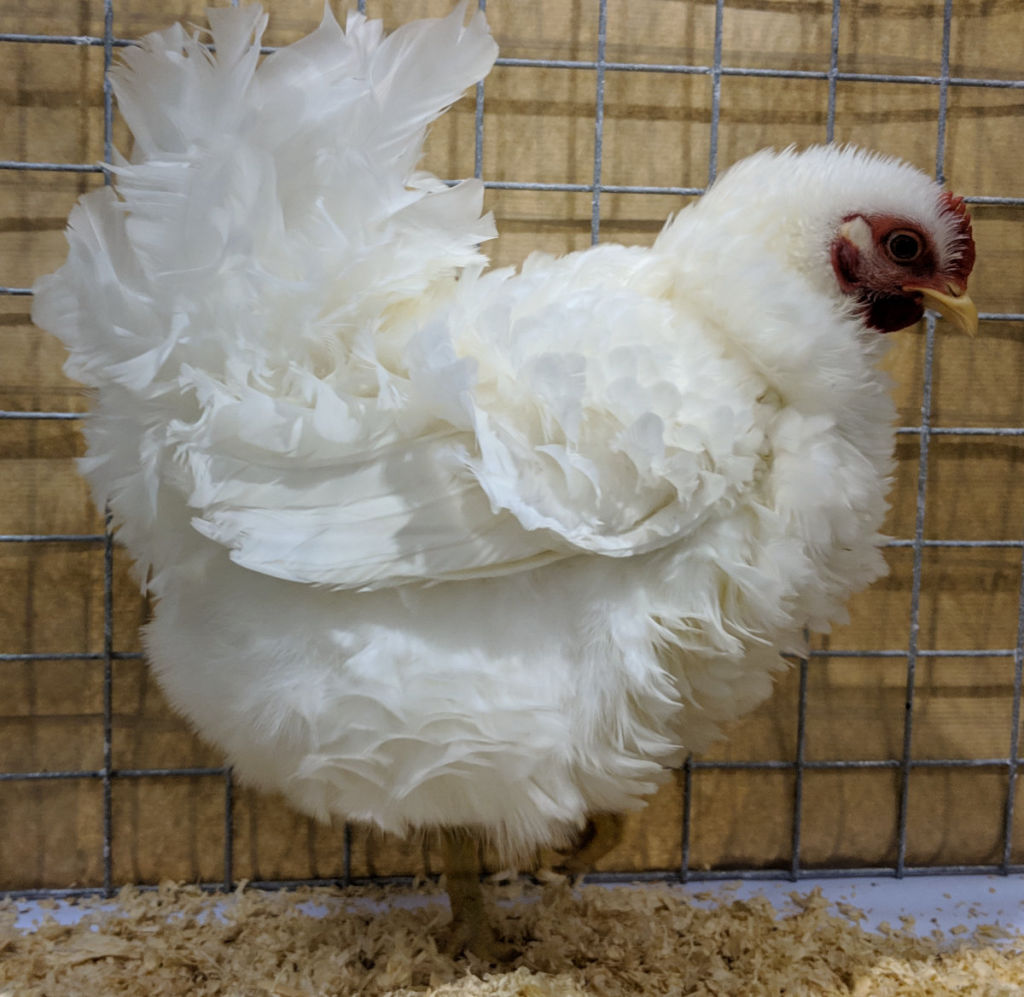 What is outcrossing or outbreeding in chickens and is it worth the risk ...