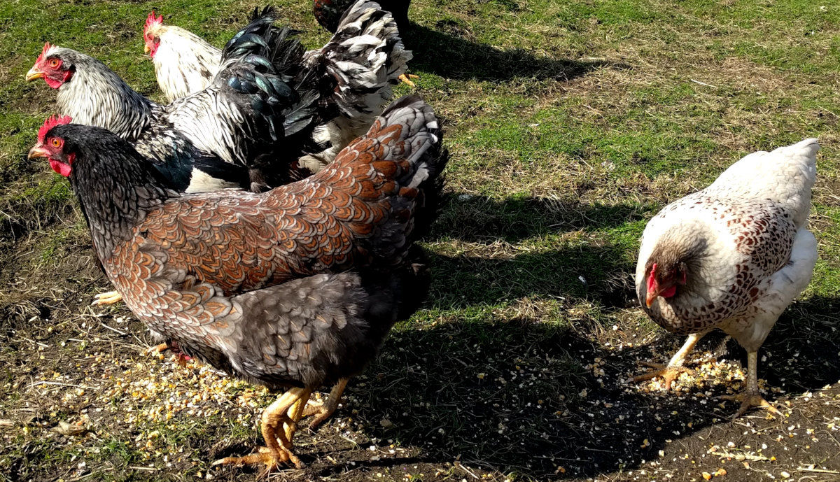 How long does a chicken breeding program take before you get show ...