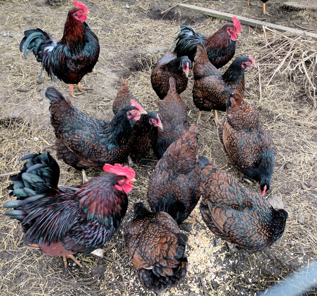 How long does a chicken breeding program take before you get show ...