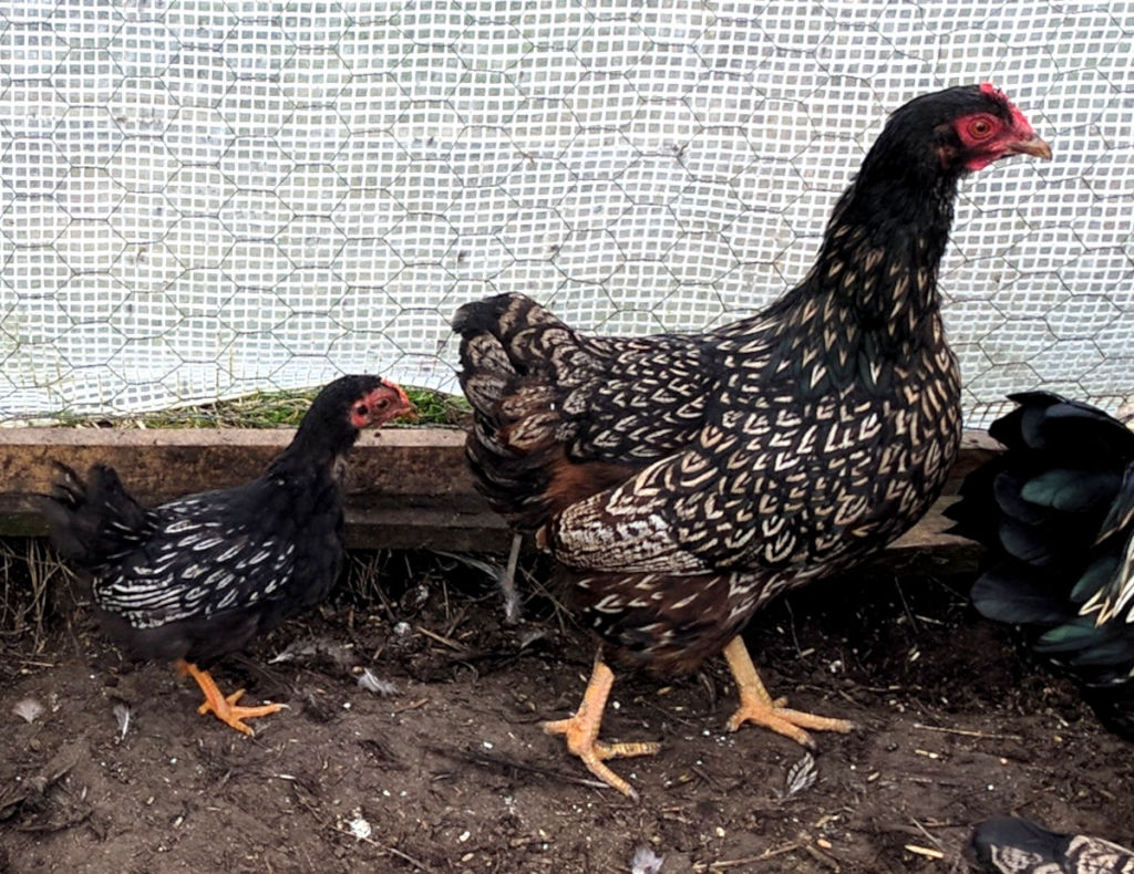 How long does a chicken breeding program take before you get show ...