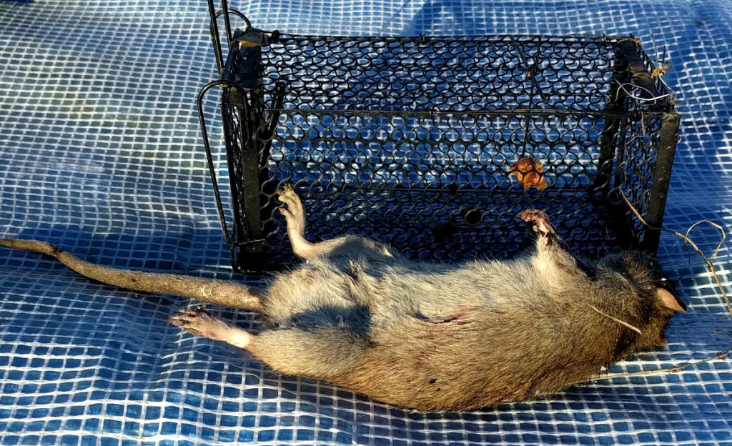 The pests, vermin and parasites that can make a chicken keepers life a ...