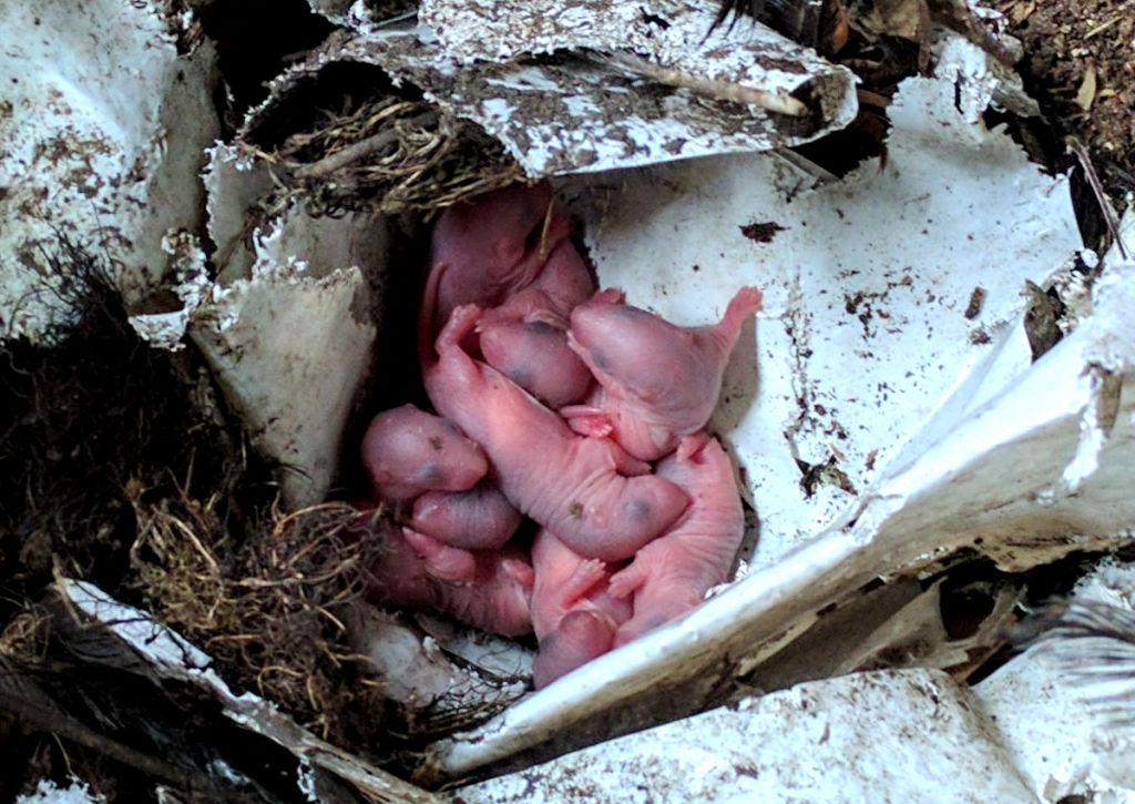 Mice in the chicken coop. How to get the upper hand over these sneaky ...