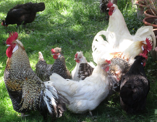 The Altsteirer or Styrian chicken breed profile - Cluckin