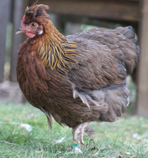 The Altsteirer or Styrian chicken breed profile - Cluckin