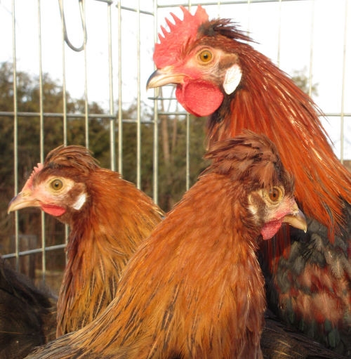The Altsteirer or Styrian chicken breed profile - Cluckin