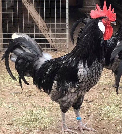 The blue Andalusian chicken breed profile - Cluckin