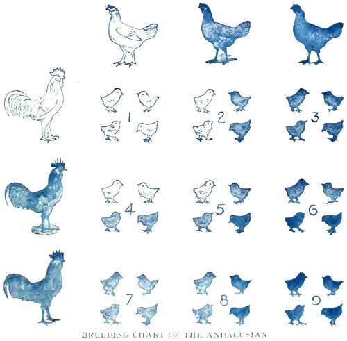 The blue Andalusian chicken breed profile - Cluckin