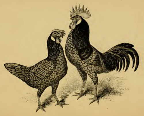 The blue Andalusian chicken breed profile - Cluckin