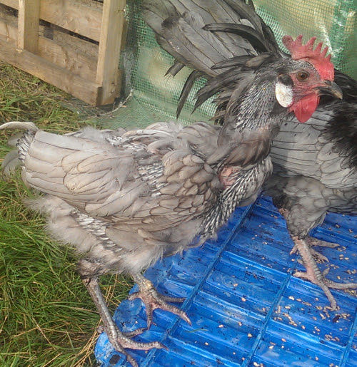 The blue Andalusian chicken breed profile - Cluckin