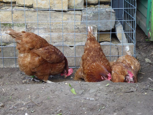 Allotment chicken keeping - Cluckin