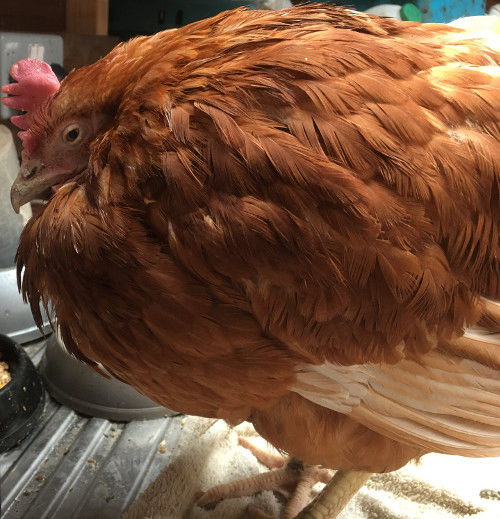 How to treat and prevent Coccidiosis in chickens - Cluckin