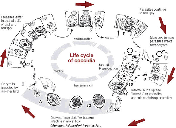 How to treat and prevent Coccidiosis in chickens - Cluckin