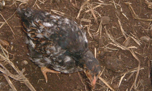 Moulting chickens with FAQ and pictures. - Cluckin