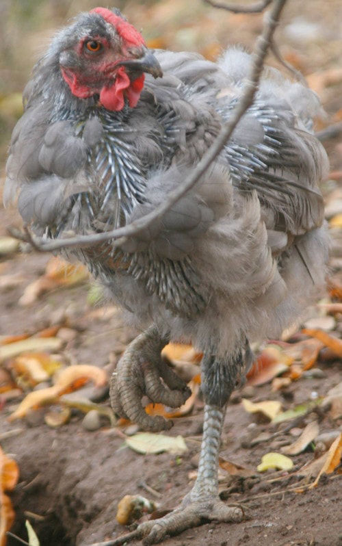 Moulting chickens with FAQ and pictures. - Cluckin