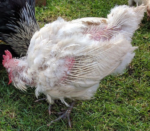 Moulting chickens with FAQ and pictures. - Cluckin