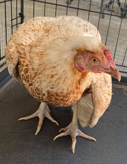 Battling Marek's disease in chickens. How to spot it and what to do ...