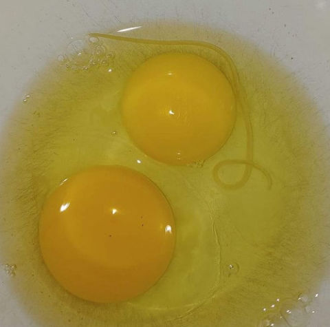 Abnormal chicken eggs. 37 egg and shell problems explained. - Cluckin