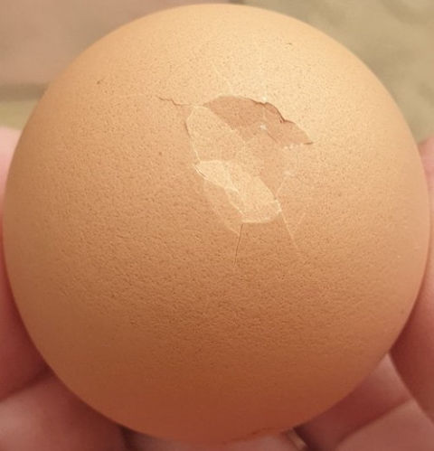 Abnormal chicken eggs. 37 egg and shell problems explained. - Cluckin