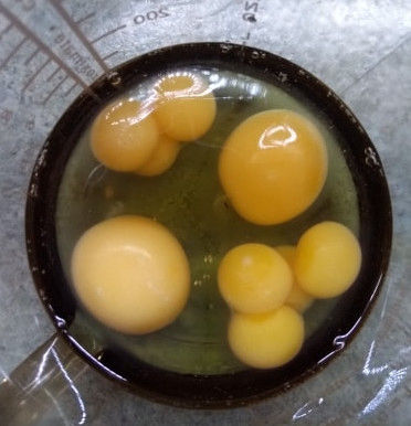 Abnormal chicken eggs. 37 egg and shell problems explained. - Cluckin