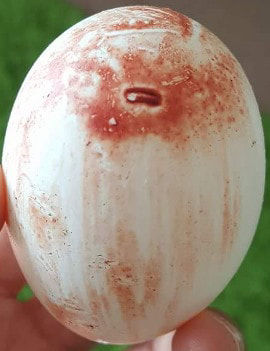 Abnormal chicken eggs. 37 egg and shell problems explained. - Cluckin