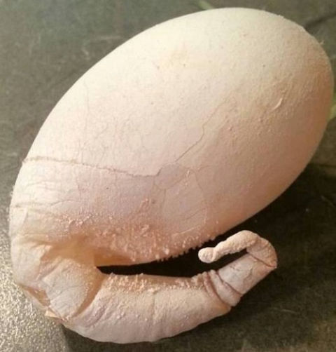 Abnormal chicken eggs. 37 egg and shell problems explained. - Cluckin