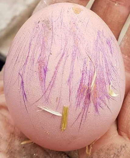 Abnormal chicken eggs. 37 egg and shell problems explained. - Cluckin